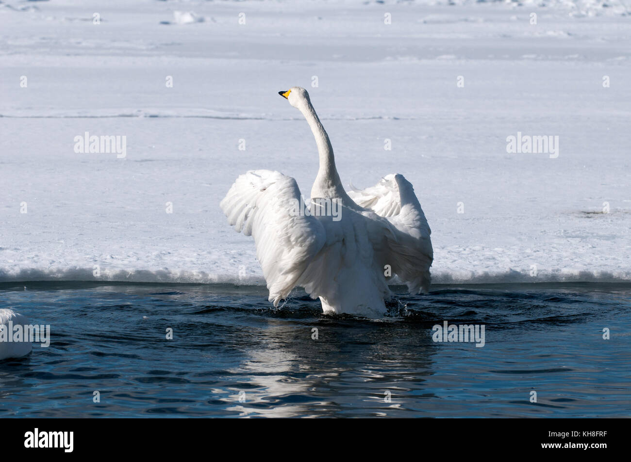 Whooper swan (Cygnus cygnus), Japan *** Local Caption *** wildlife,wild ...