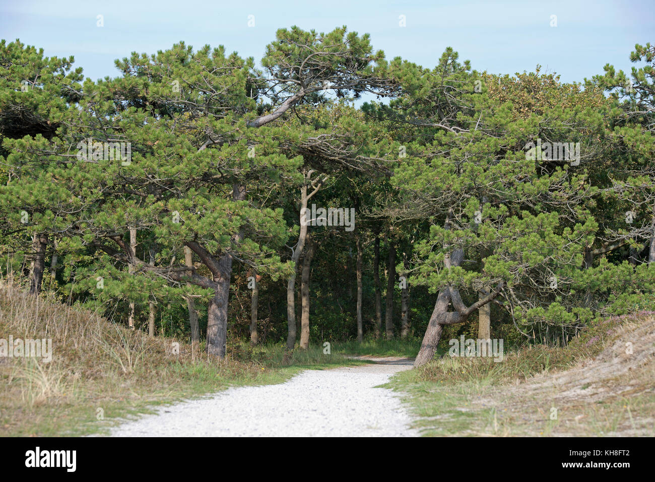 Path trough pine forest Texel, The Netherlands Stock Photo - Alamy