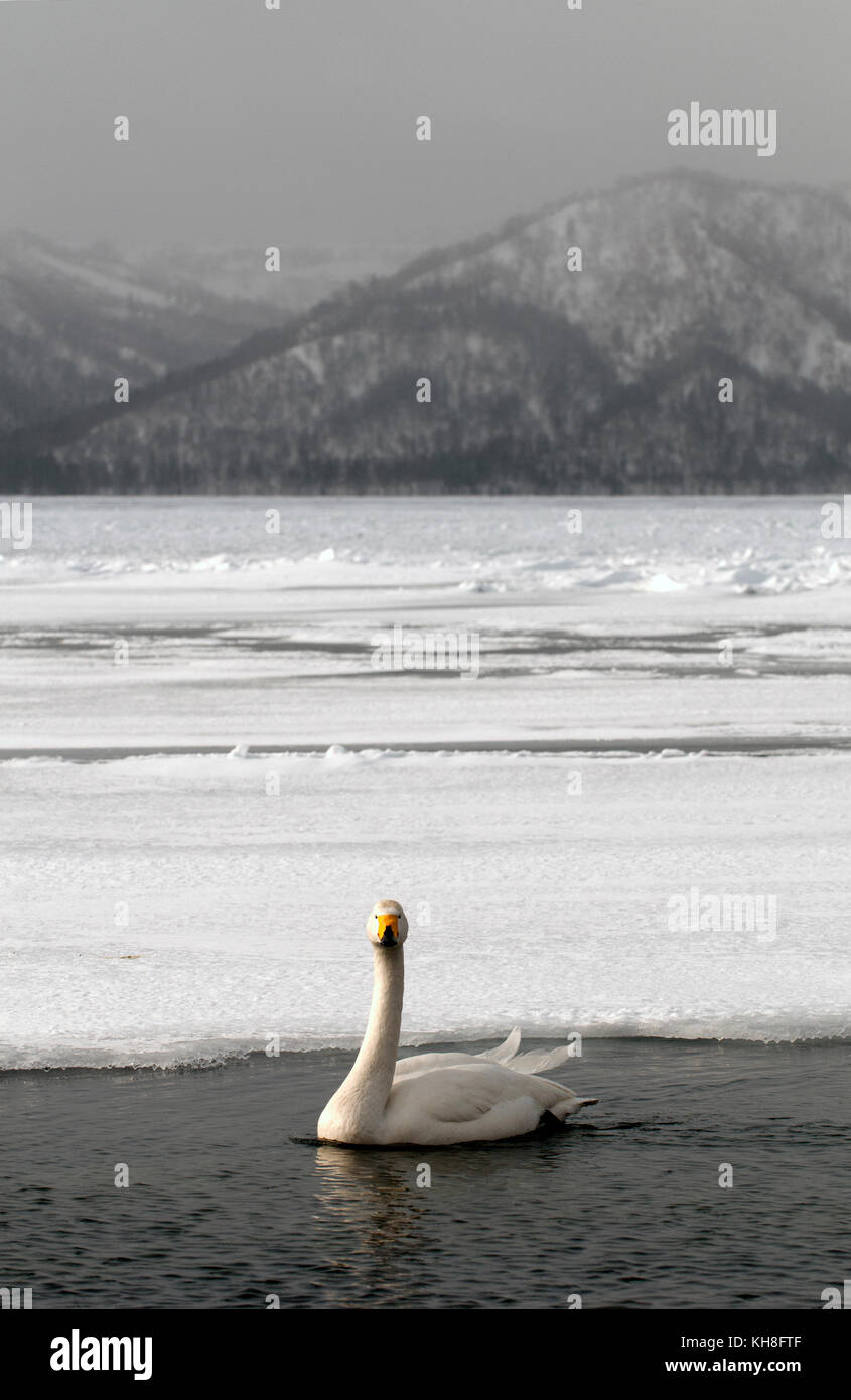Whooper swan in winter (Cygnus cygnus), Japan *** Local Caption ...