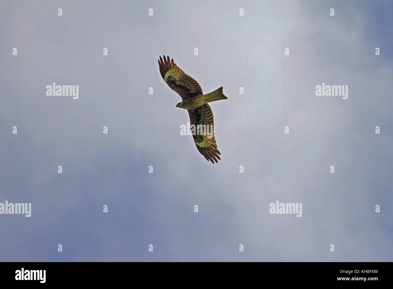 Black Kite Bird in flight on blue sky background (Milvus migrans Stock ...