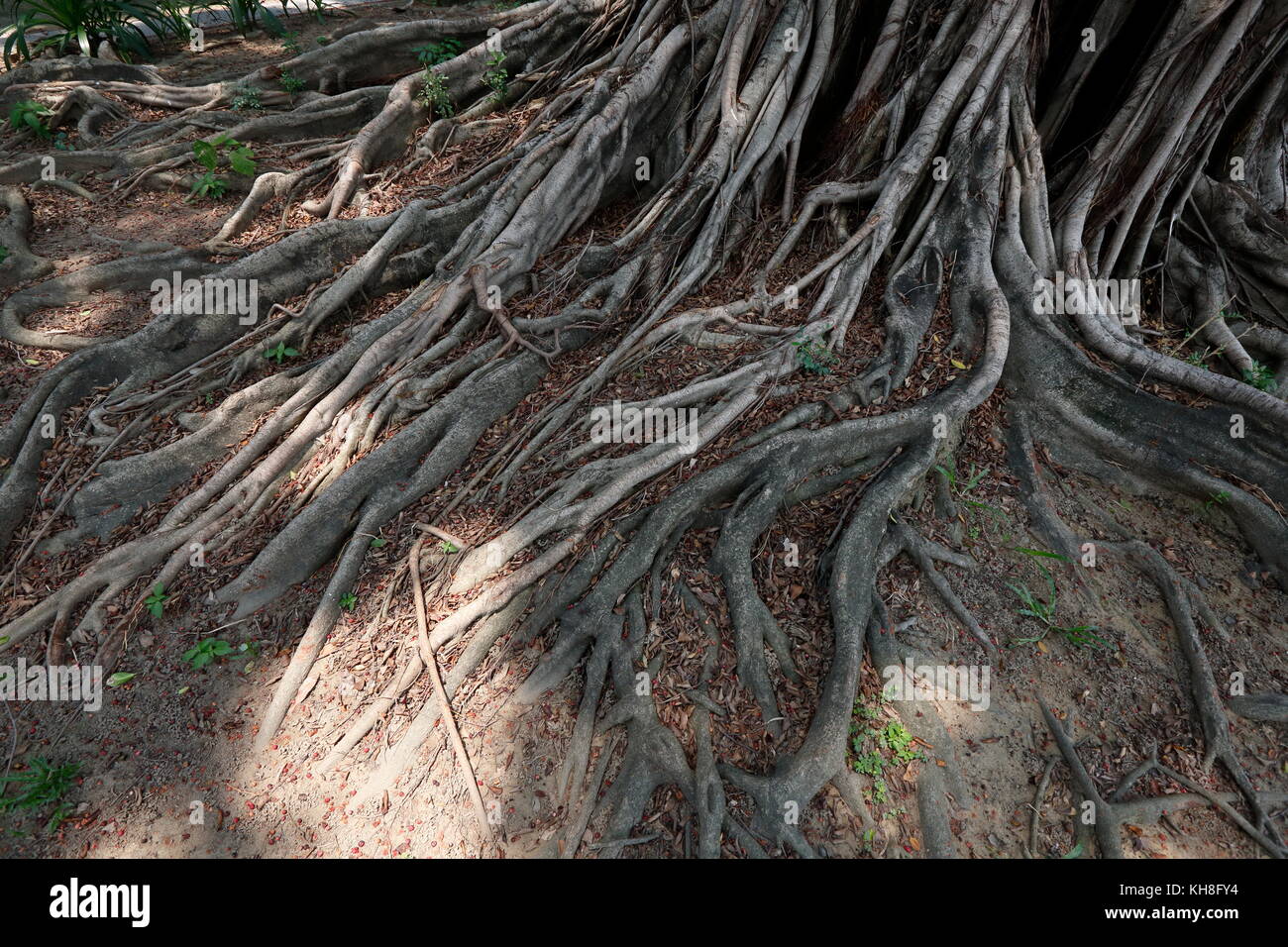 The banyan tree conversation project of NCKU, Taiwan Stock Photo - Alamy