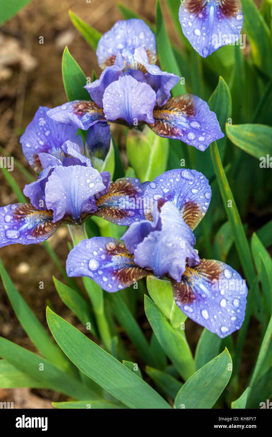 Blue iris low growing hi-res stock photography and images - Alamy