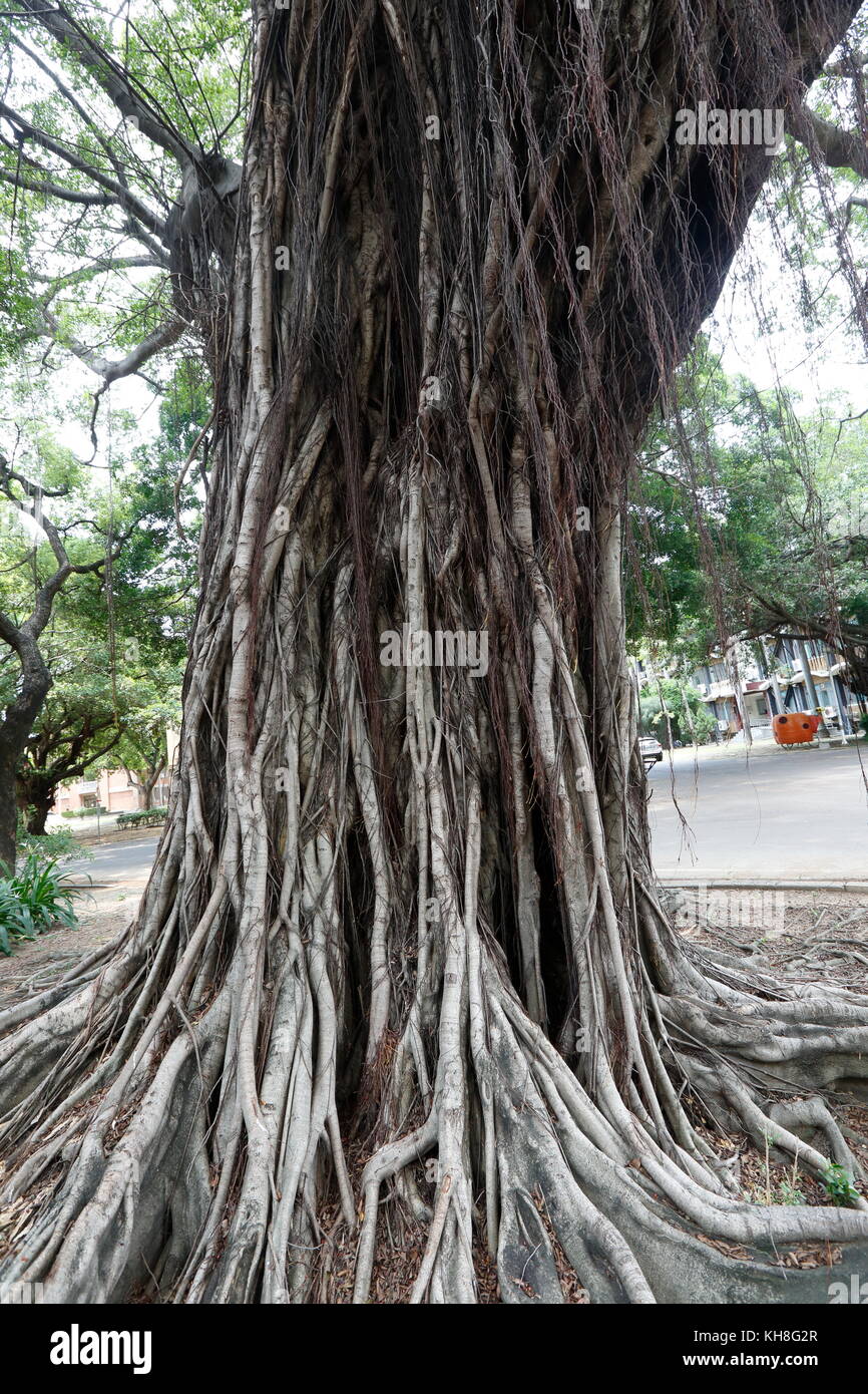 The banyan tree conversation project of NCKU, Taiwan Stock Photo - Alamy
