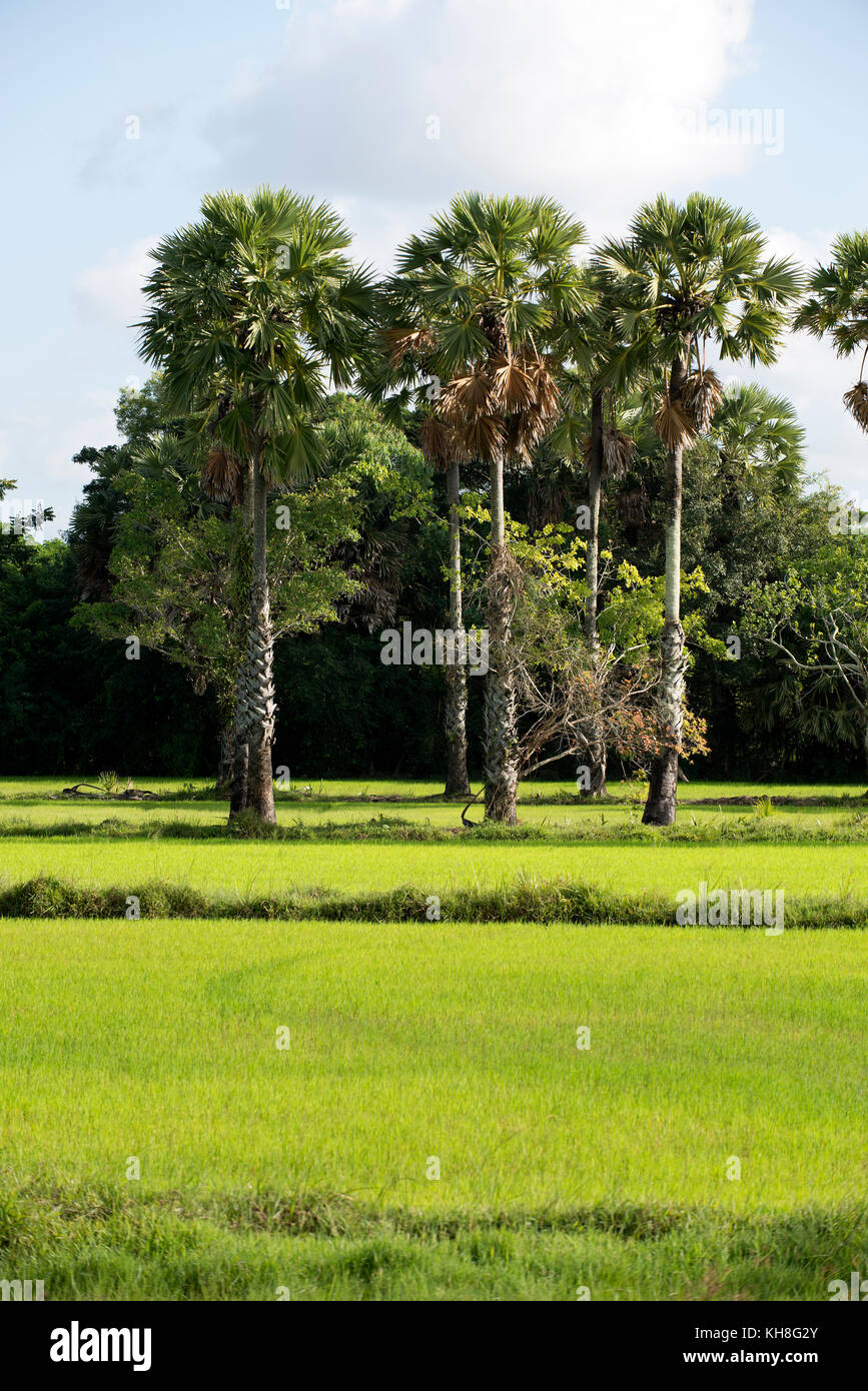 Thailand, Palm trees in the midden of rice paddies *** Local Caption ...
