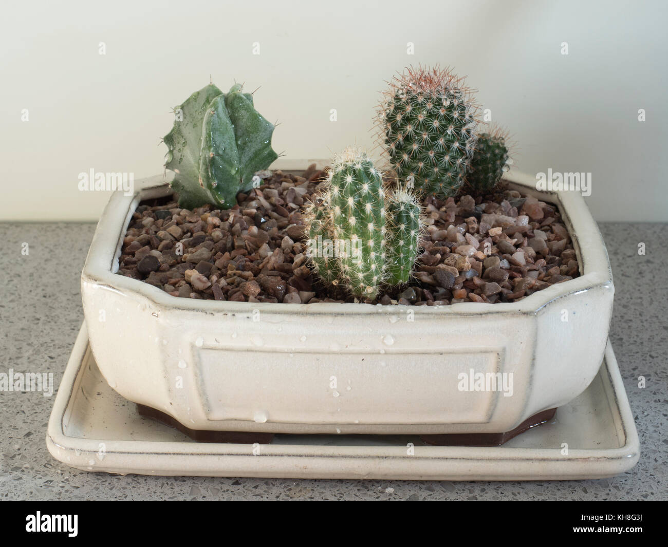 Cacti display cactus hi-res stock photography and images - Alamy