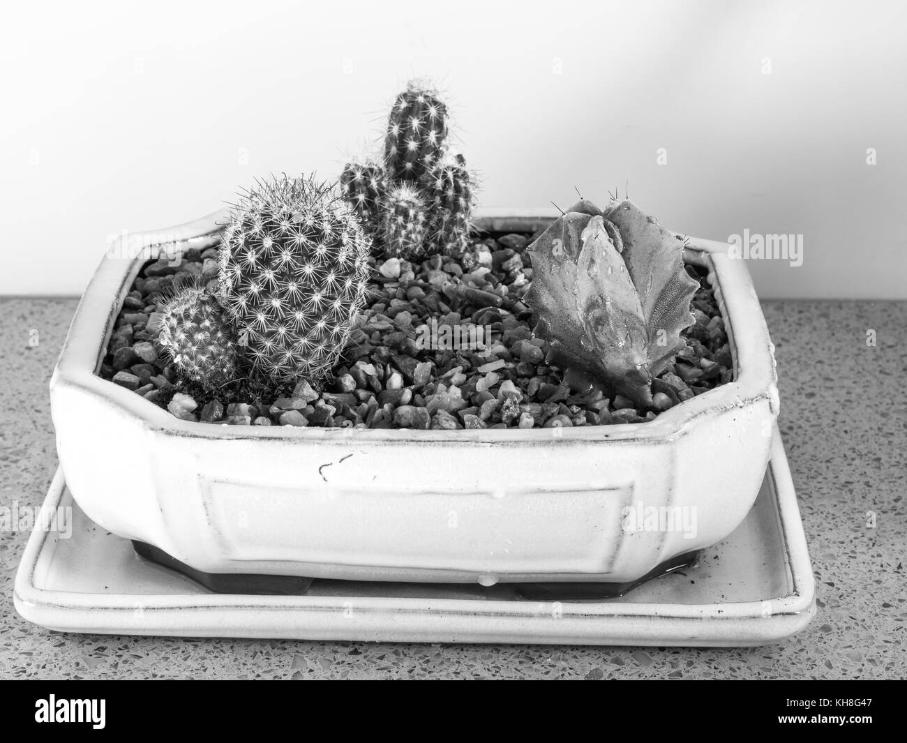 Cacti display cactus Black and White Stock Photos & Images - Alamy