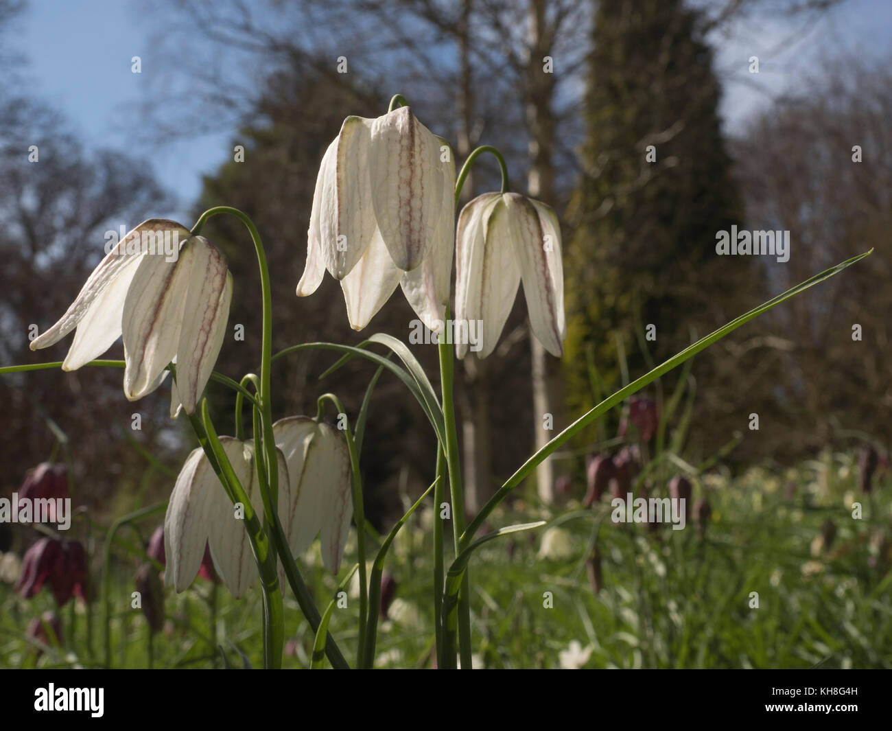 White snakes head fritillary hi-res stock photography and images - Alamy