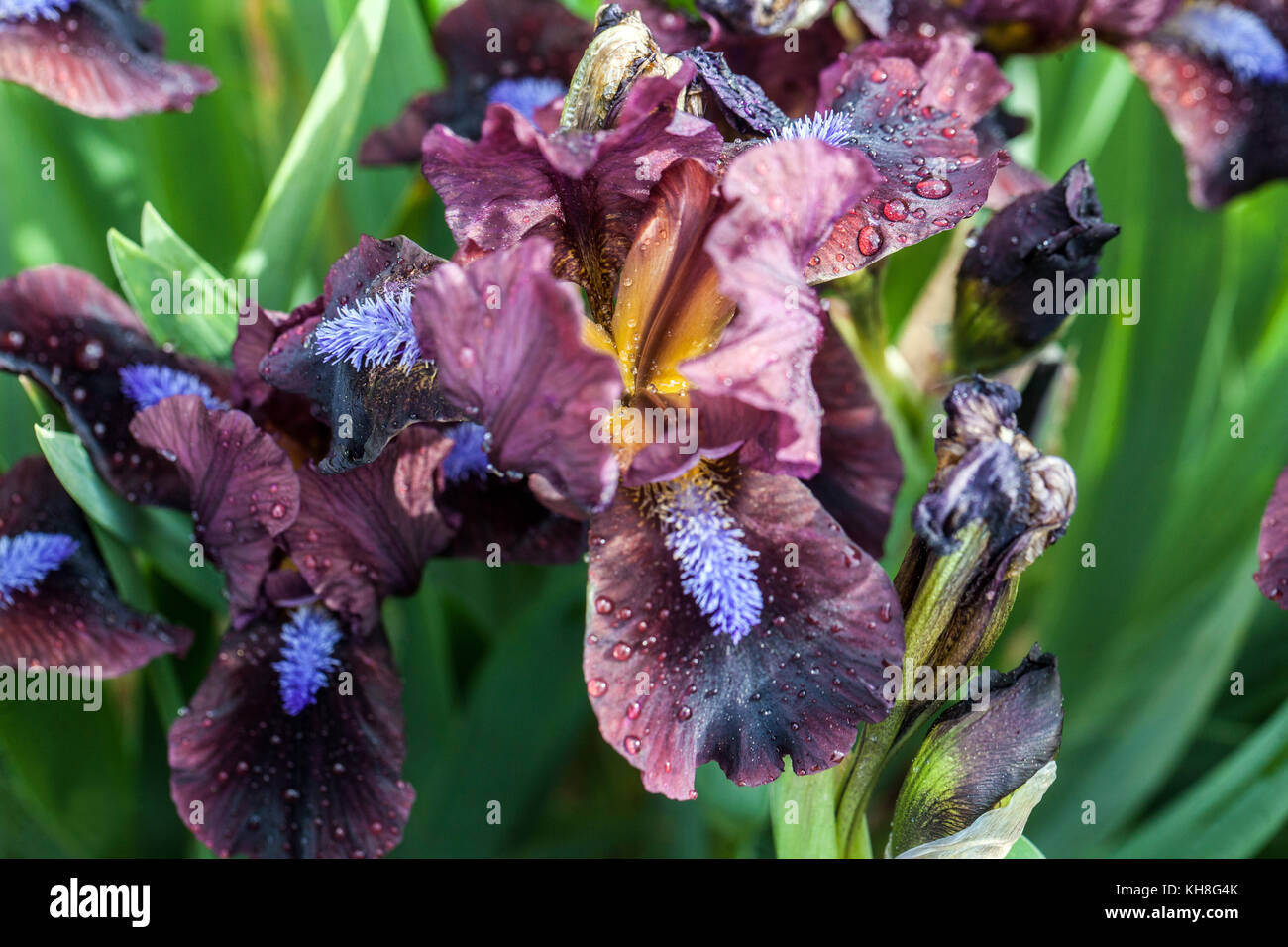 Standard Bearded Iris barbata nana Iris ' Ruby Contrast ' Dwarf iris ...