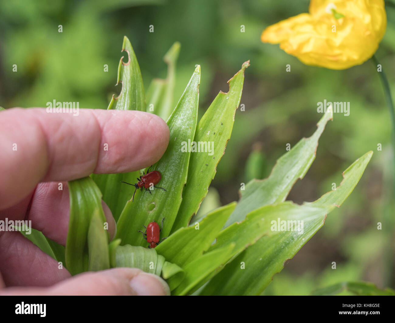 Scarlet lily beetle insect hi-res stock photography and images - Alamy