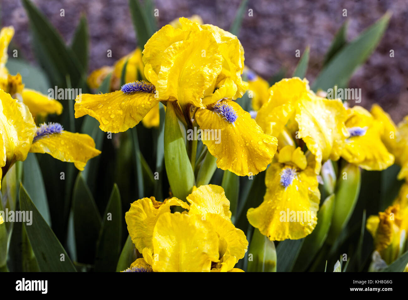 Standard Dwarf Bearded Iris barbata nana Iris 'Galleon Gold', Iris ...