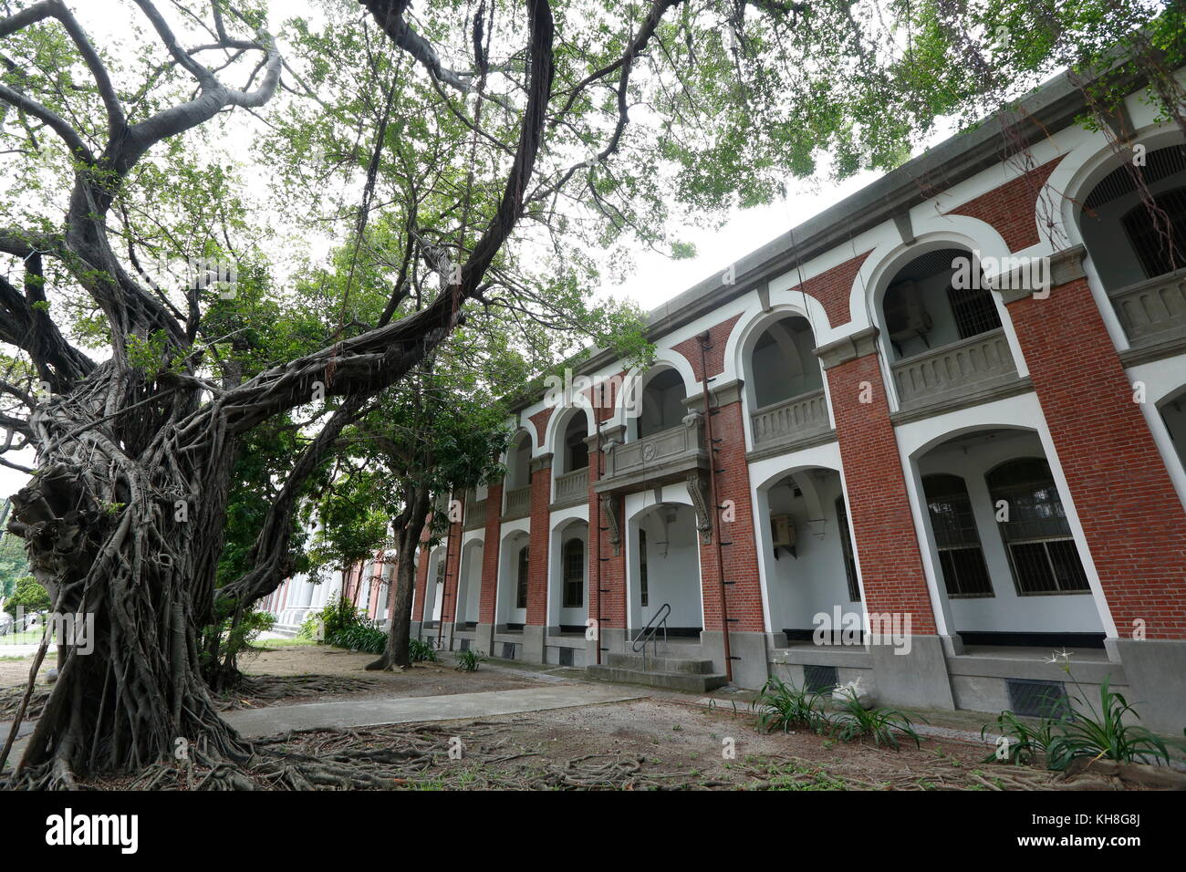 The banyan tree conversation project of NCKU, Taiwan Stock Photo - Alamy