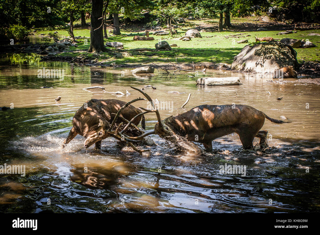 Deer fight in the river Stock Photo - Alamy