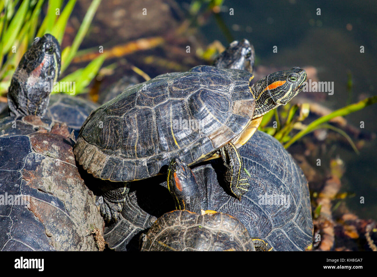 Small turtles in water pyramid Stock Photo - Alamy