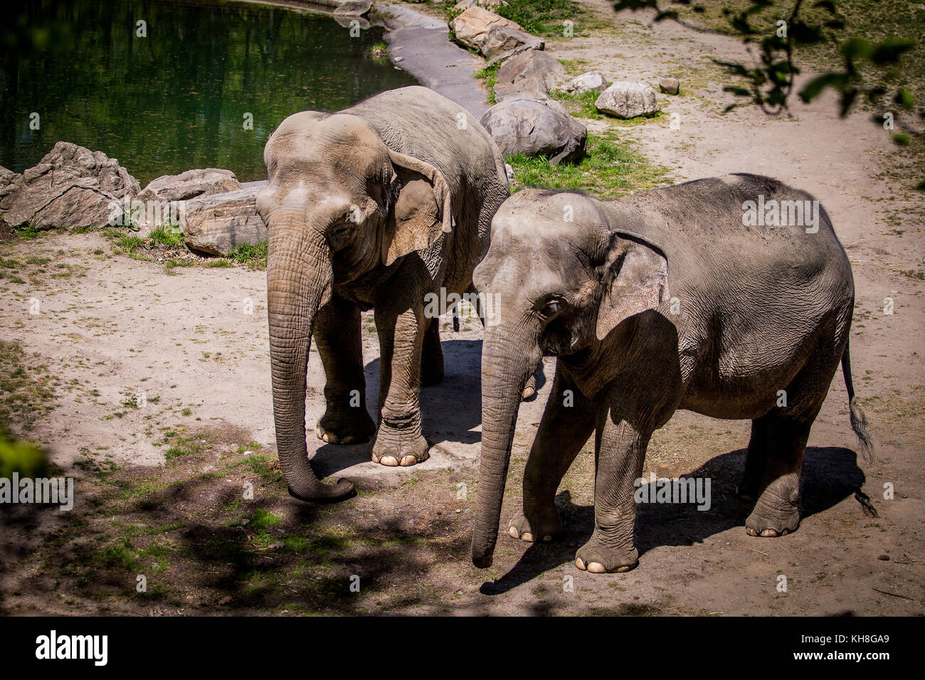 Animals couple hi-res stock photography and images - Alamy