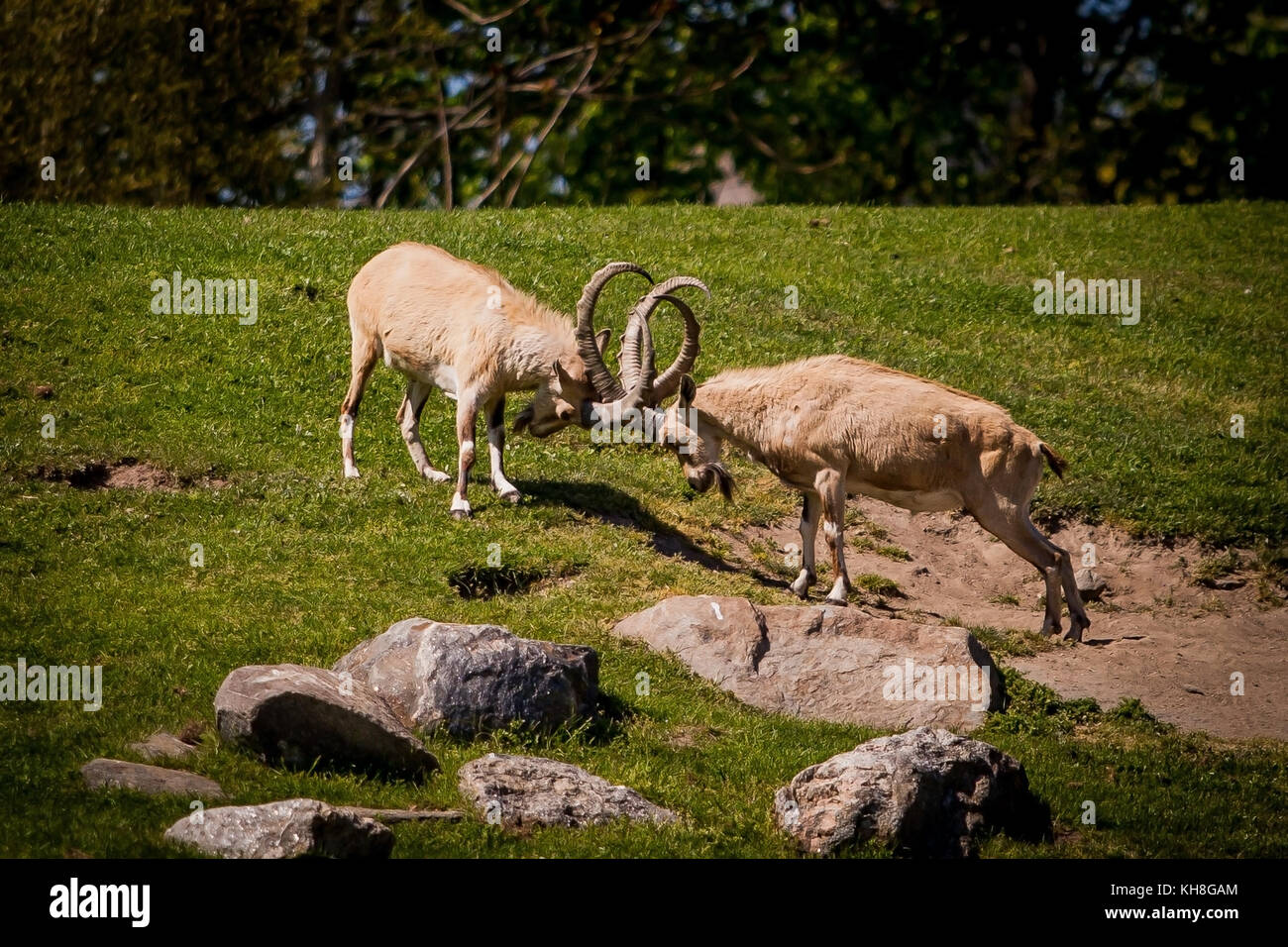 Wild Goats Fighting High Resolution Stock Photography and Images - Alamy