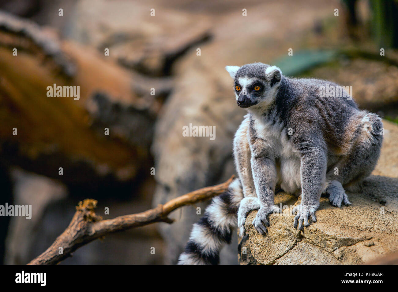 Madagascar lemur in the wild Stock Photo - Alamy