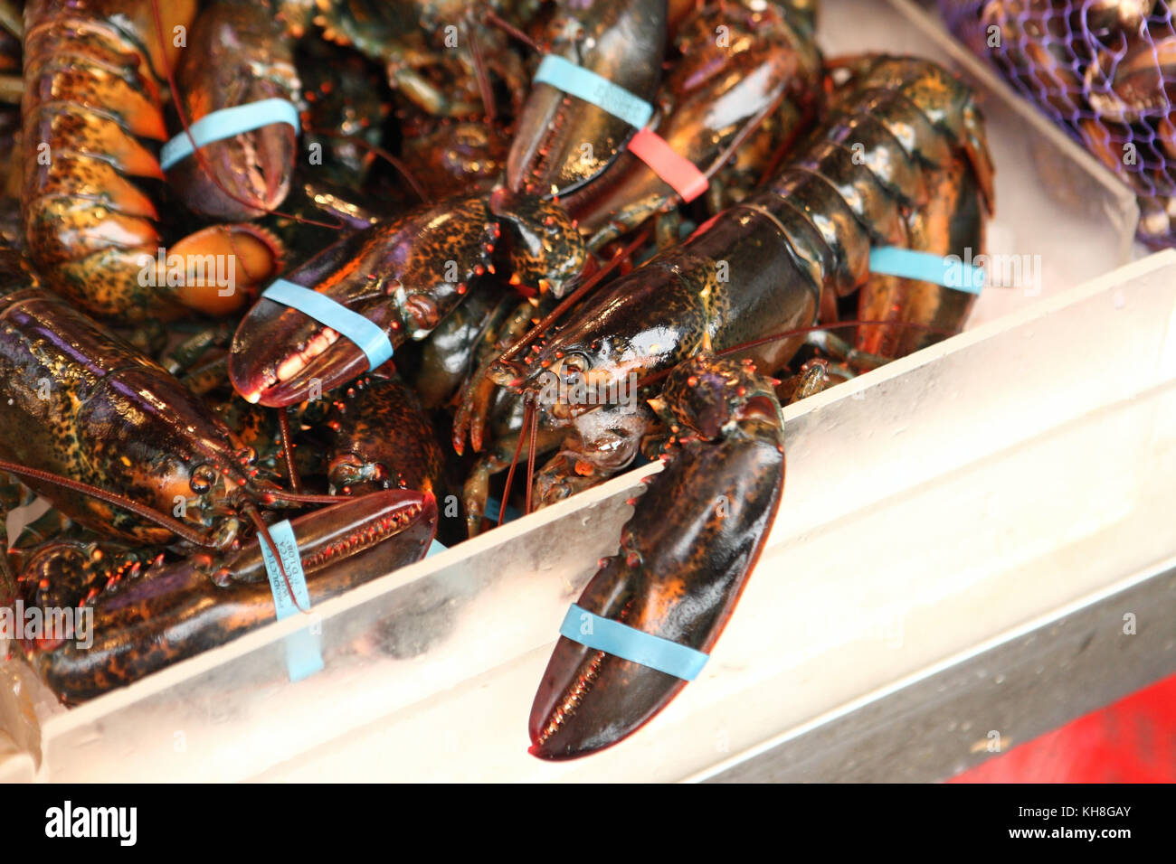 Lobsters market chinatown new york Stock Photo - Alamy