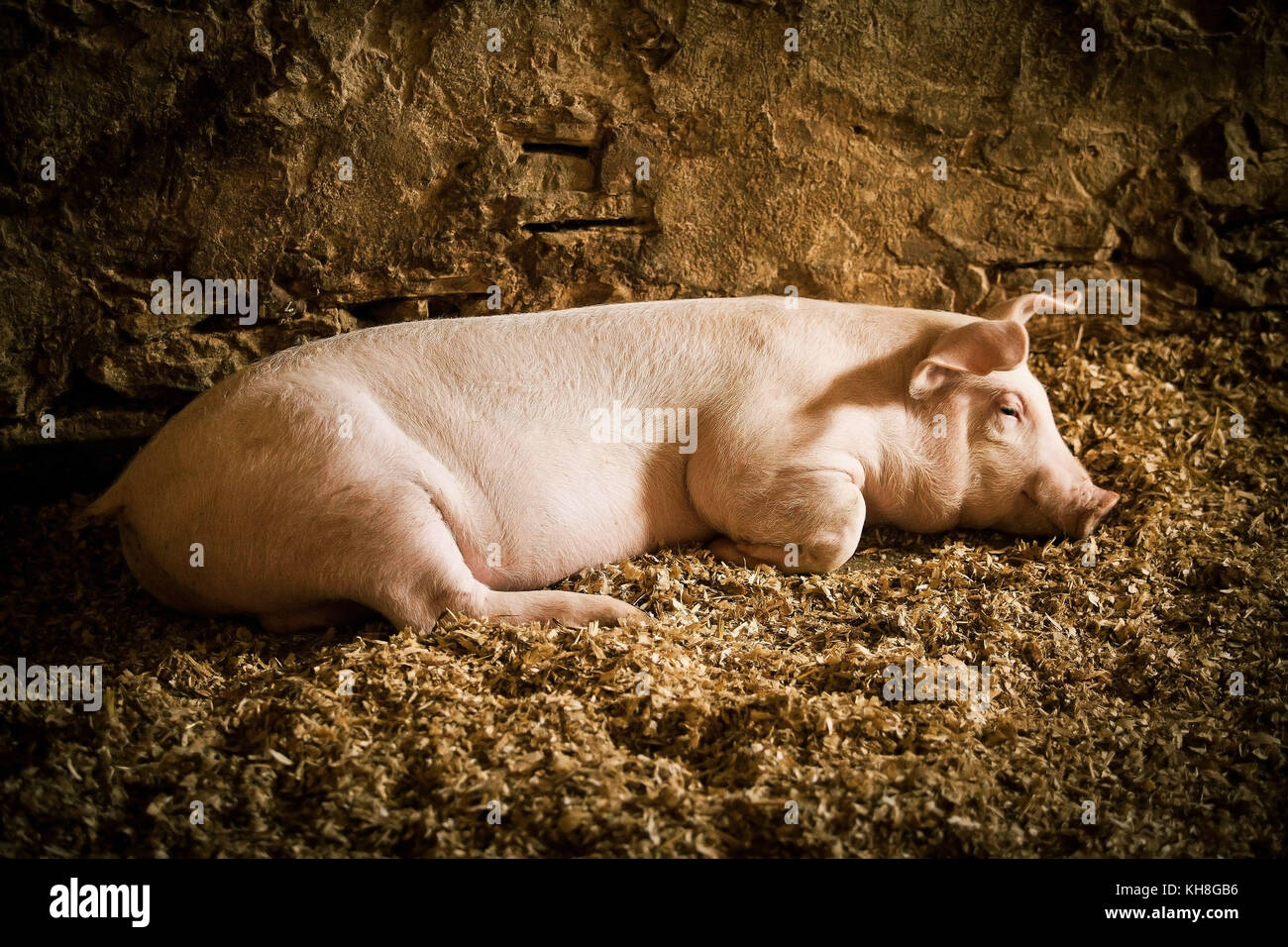 clean farm pig in the dirt Stock Photo - Alamy