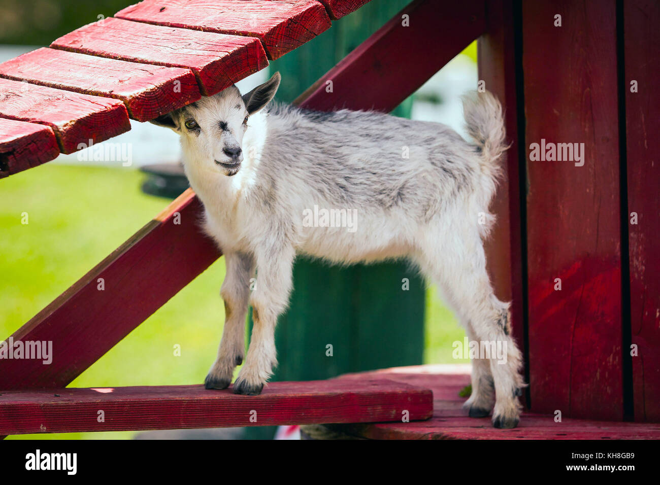 Young goatlings hi-res stock photography and images - Alamy