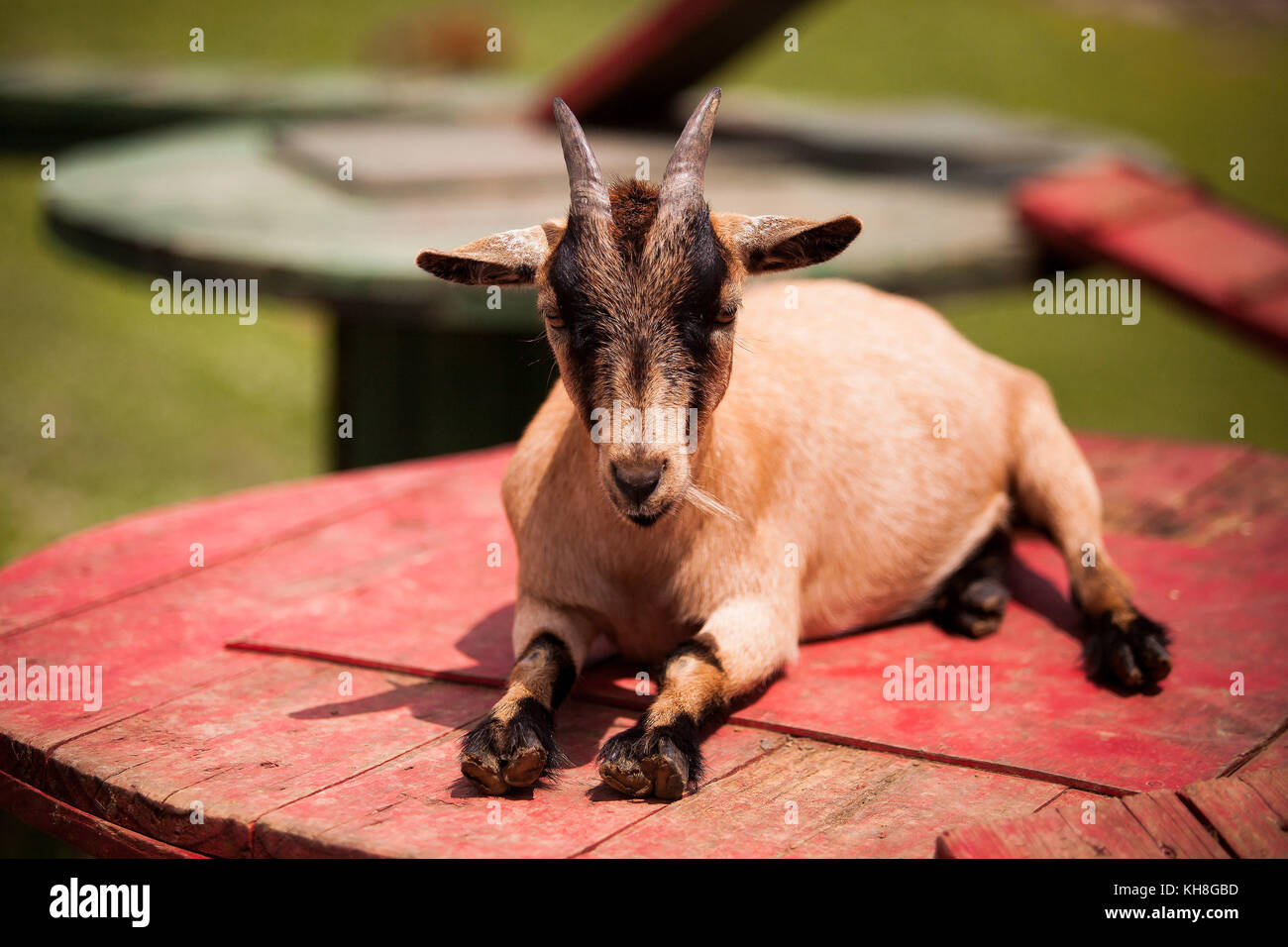 Cute brown goatlings at farm Stock Photo - Alamy