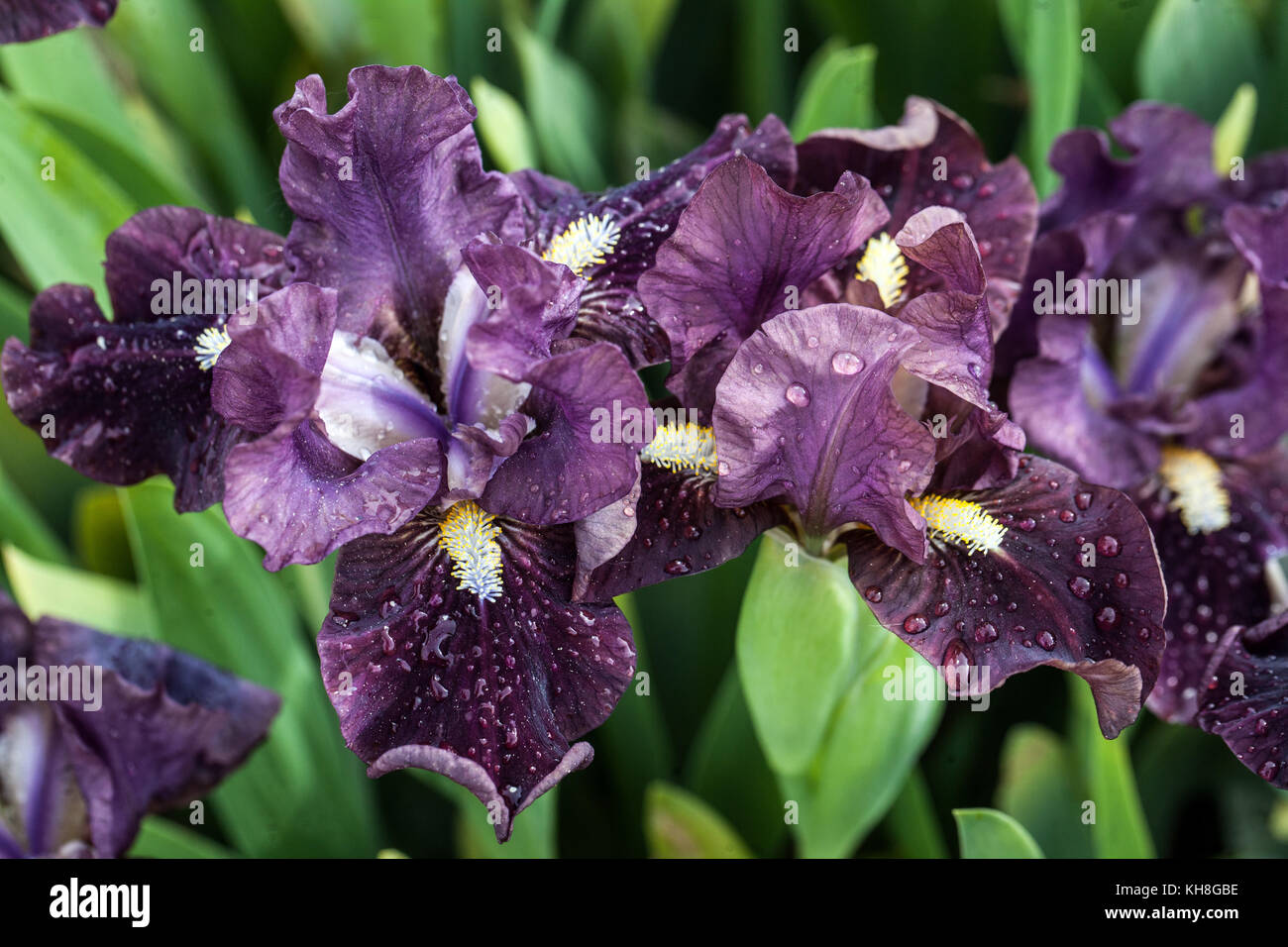 Standard Dwarf Bearded Iris barbata nana Iris ' Mad Dash ' Deep Dark ...