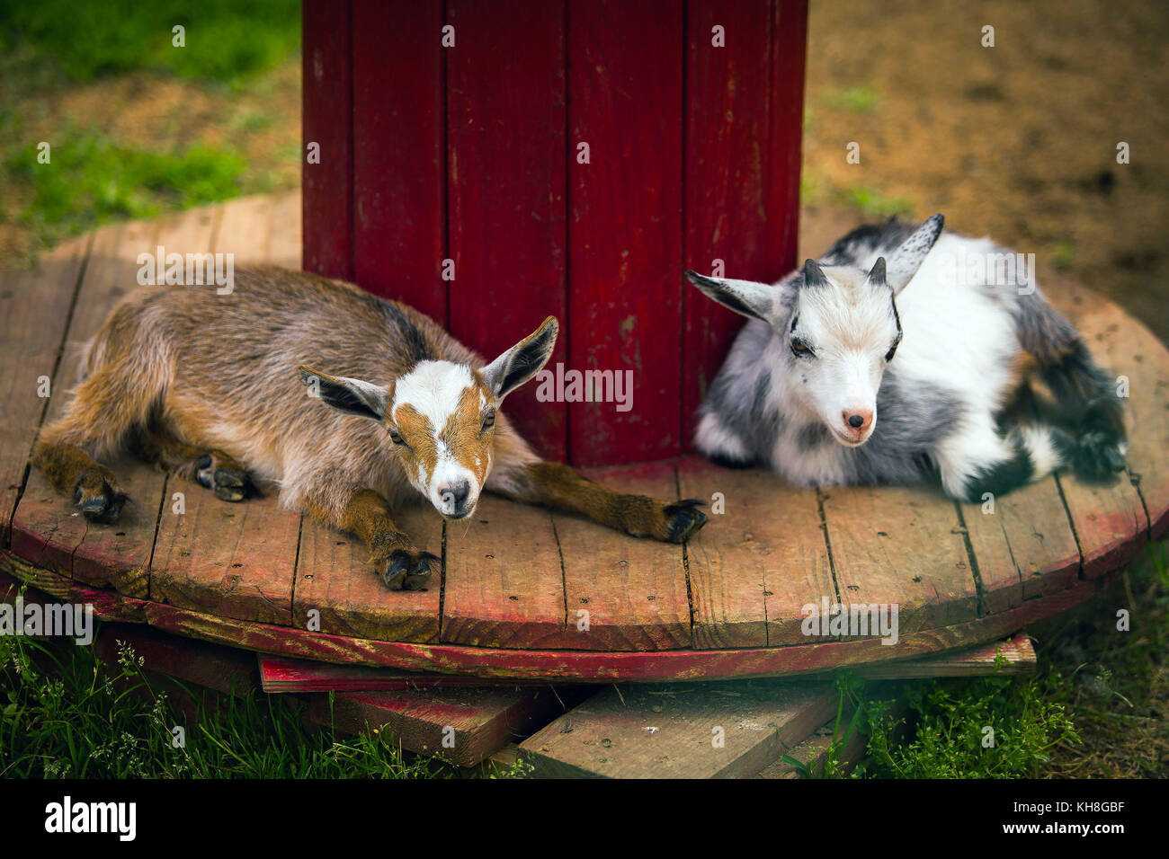 Cute small goatlings at farm Stock Photo - Alamy