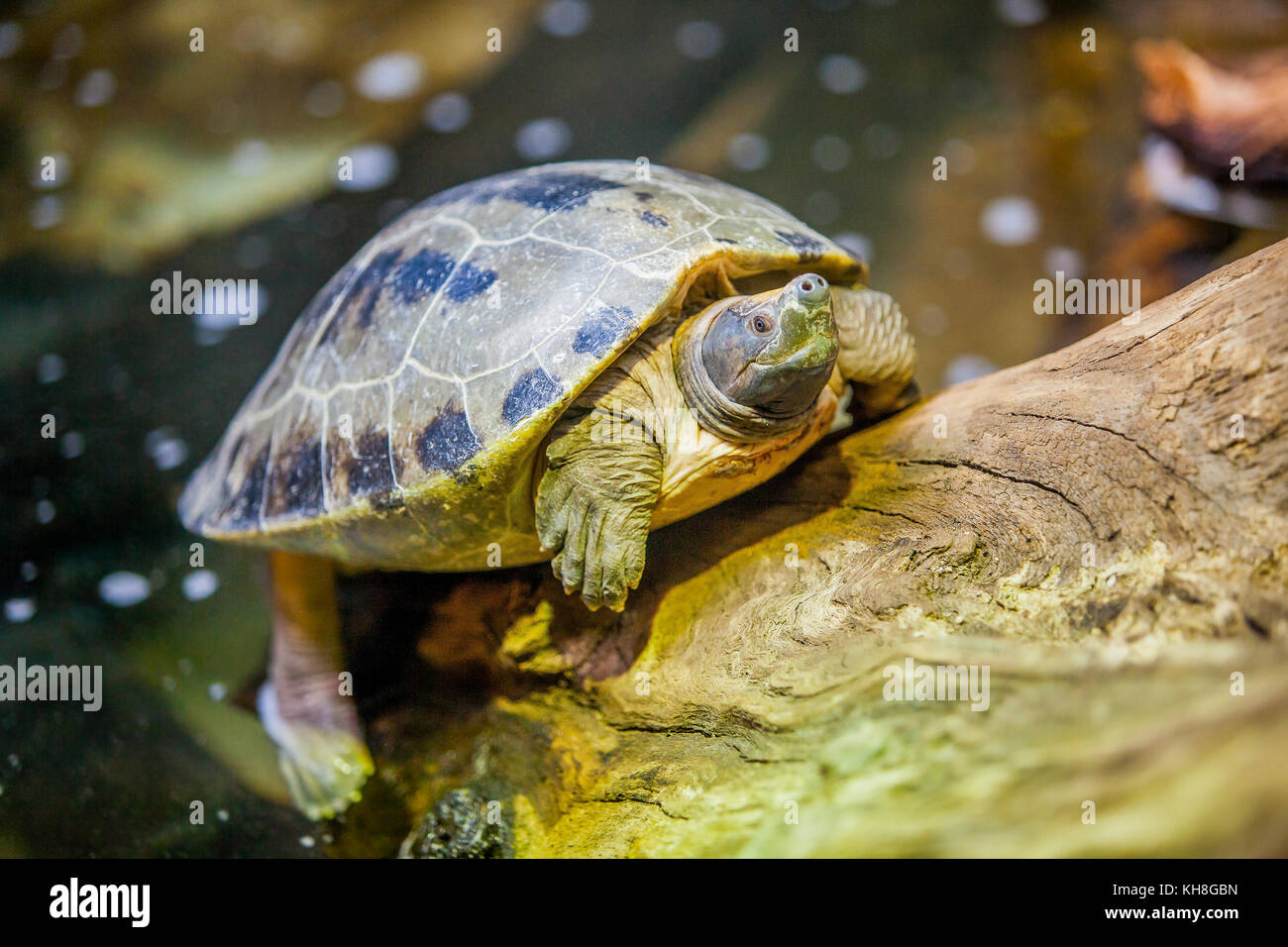 Small turtles in water in the park Stock Photo - Alamy