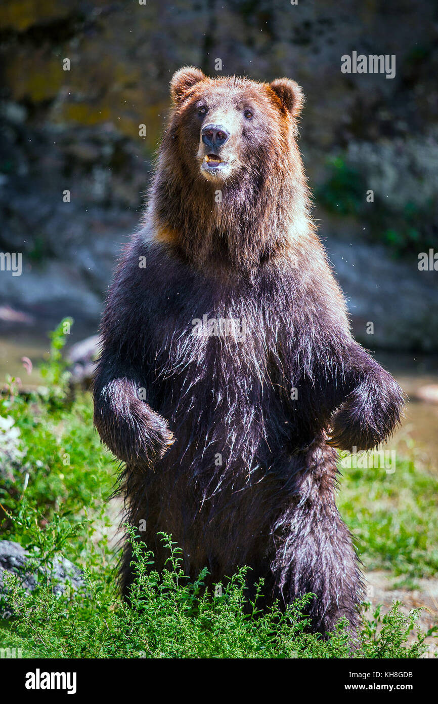 Standing bear in the wild Stock Photo - Alamy