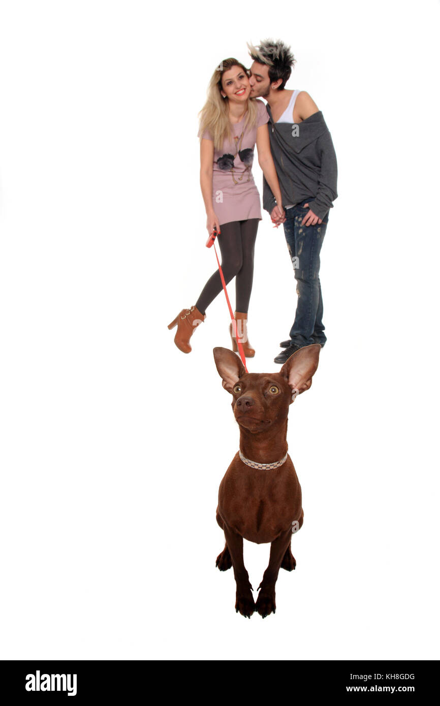 Small dog characteristics hi-res stock photography and images - Alamy