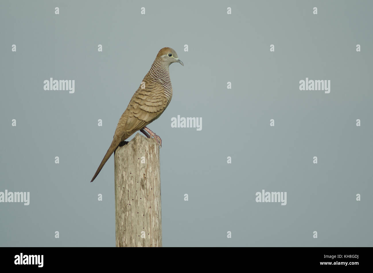 Zebra dove hawaii hi-res stock photography and images - Alamy