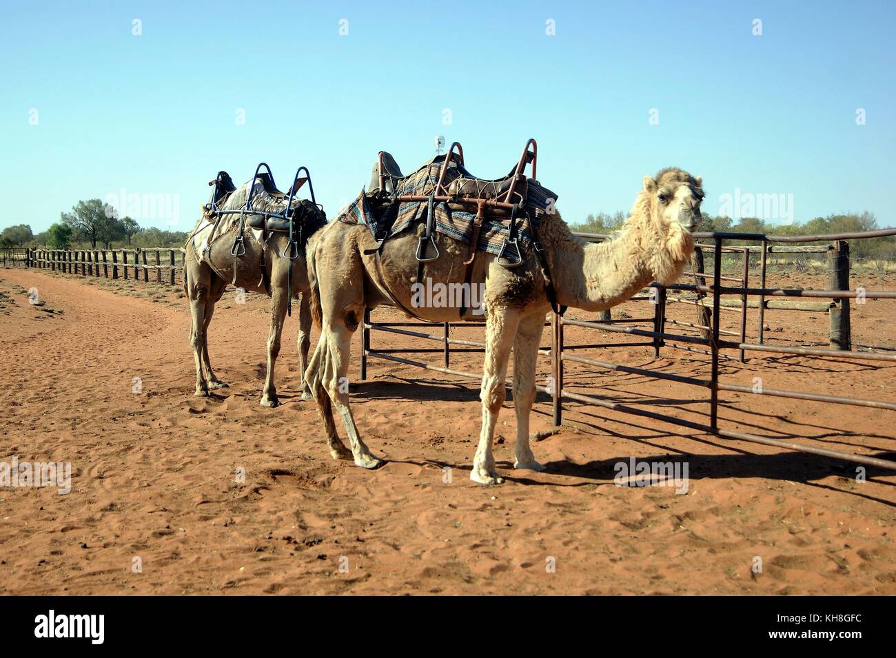 The Camel Farm Stock Photos & The Camel Farm Stock Images - Alamy