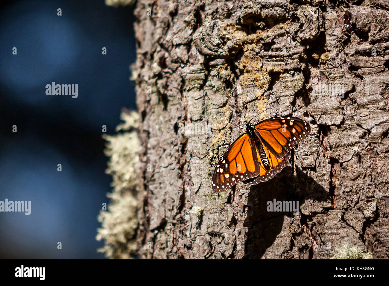 Beautiful Monarch butterfly in the wild Stock Photo - Alamy