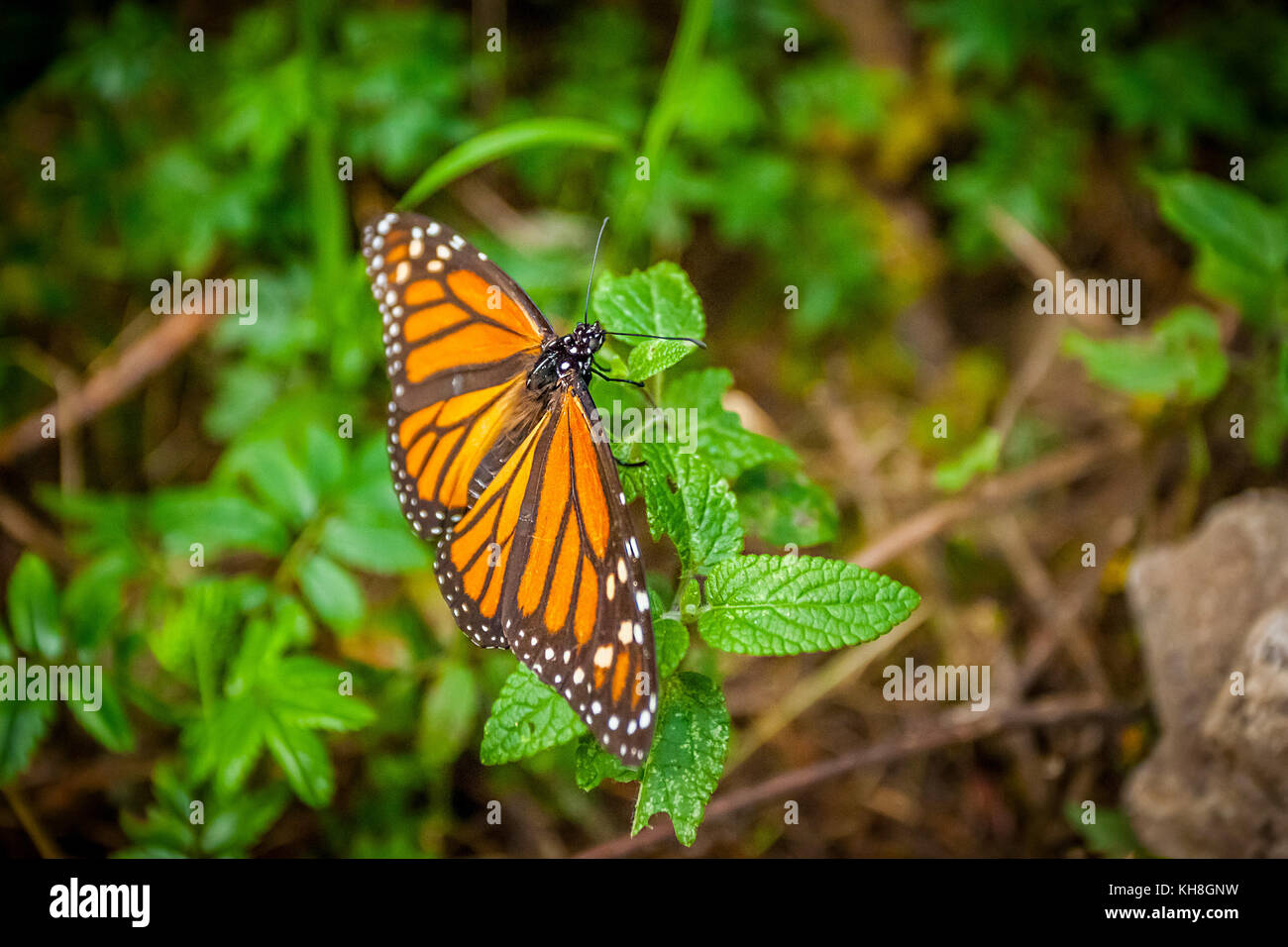 Beautiful Monarch butterfly in the wild Stock Photo - Alamy