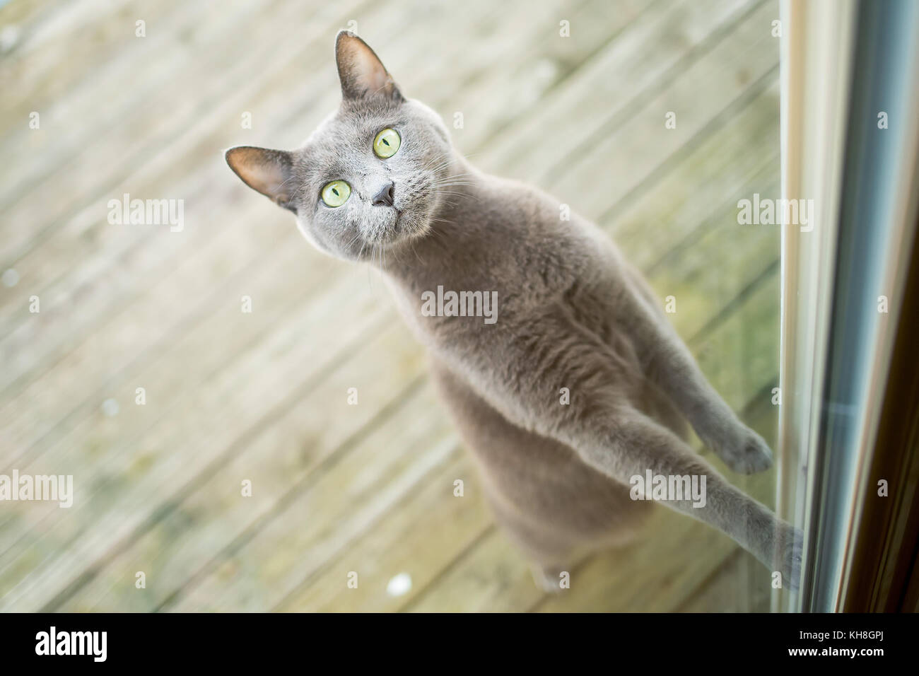 Cat trying to get inside through the door Stock Photo - Alamy