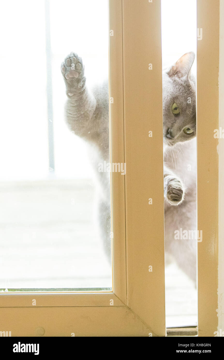 Cat trying to get inside through the door Stock Photo - Alamy