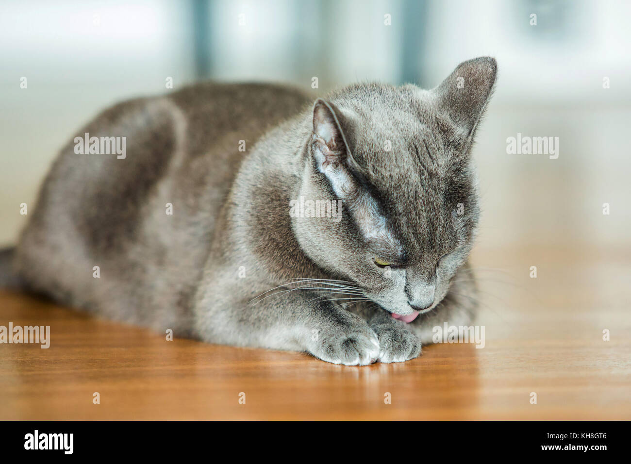 Russian blue cat inside the house Stock Photo - Alamy
