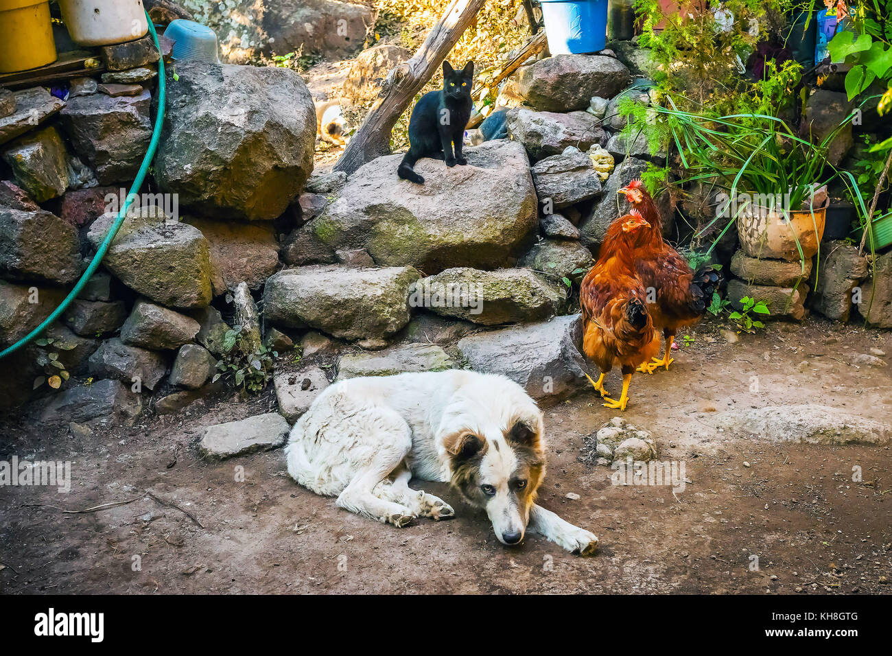 Animals family dog cat chicken Stock Photo - Alamy