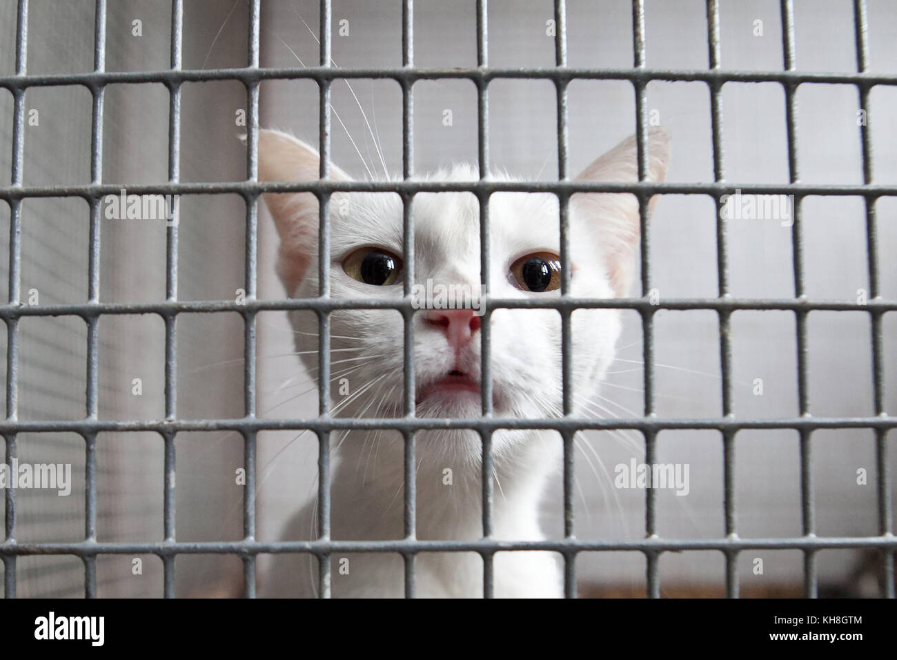 Caged cat in the cell Stock Photo - Alamy