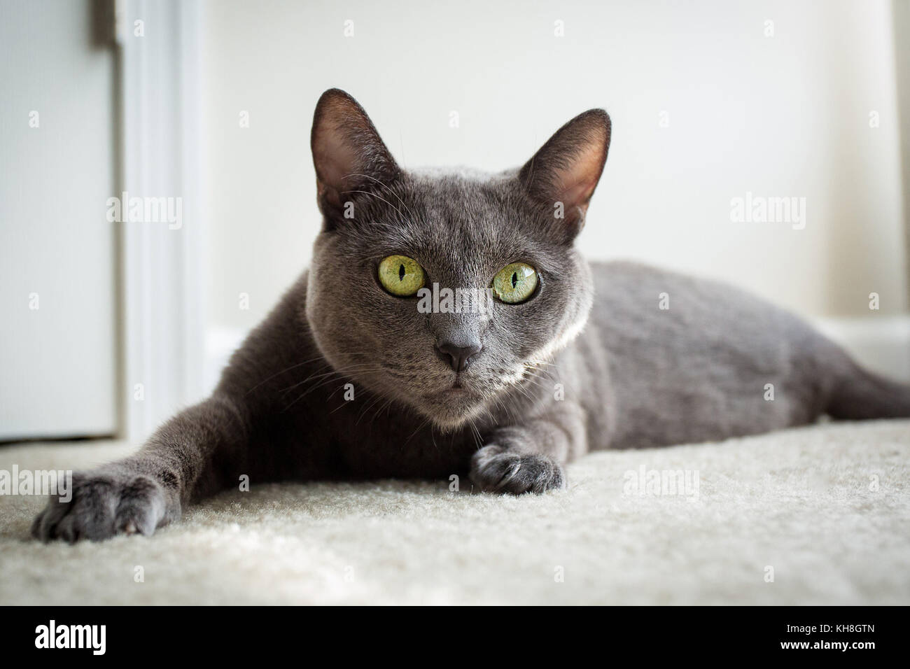 Russian blue cat inside the house Stock Photo - Alamy