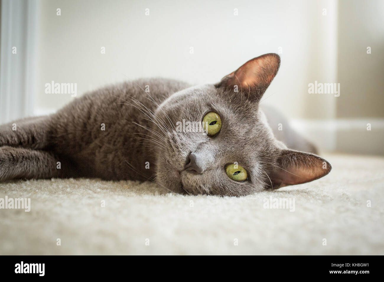 Russian blue cat inside the house Stock Photo - Alamy