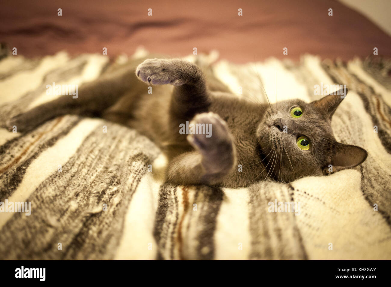 Cute queen cat hi-res stock photography and images - Alamy