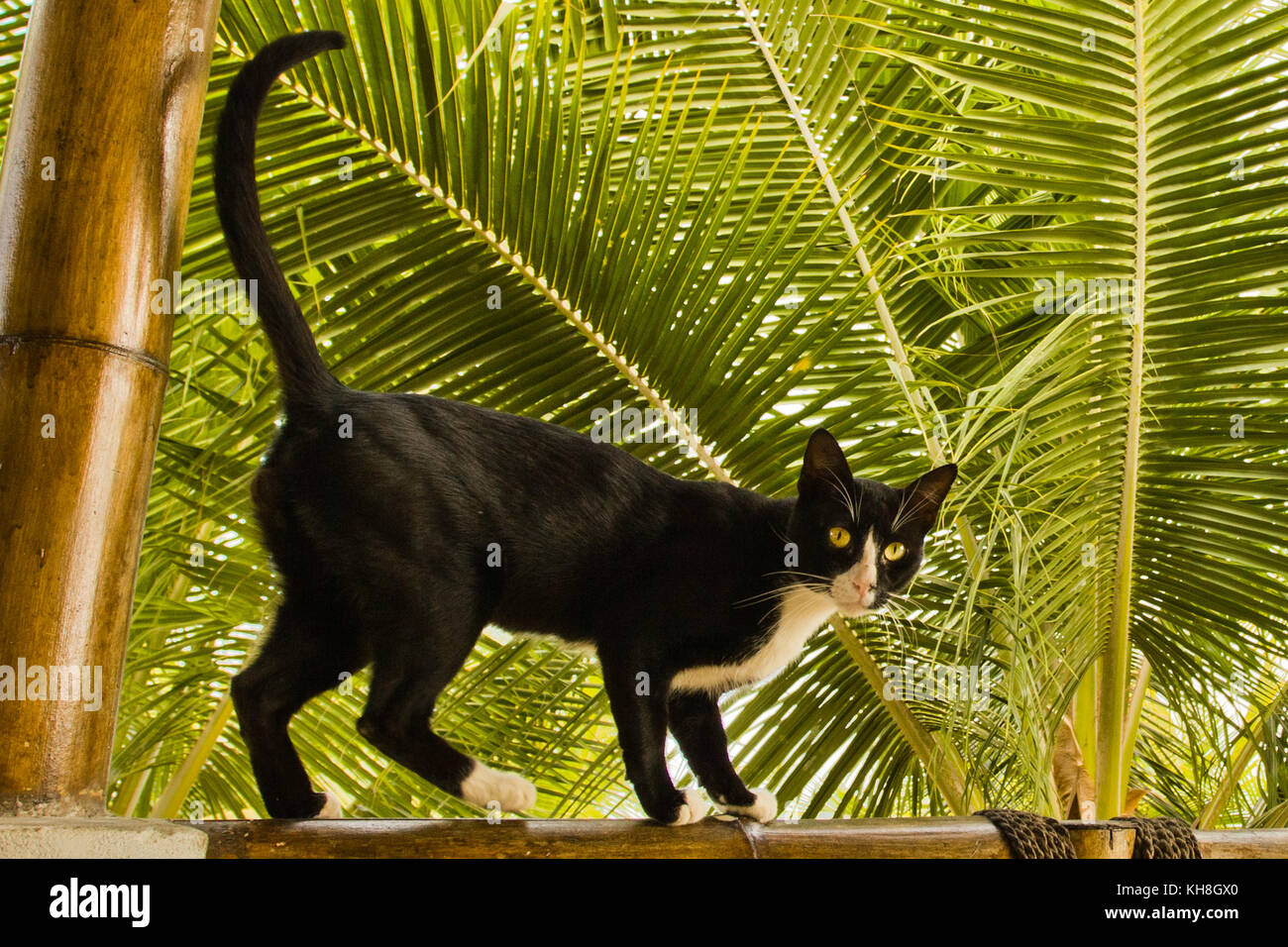 Cat palm tree hi-res stock photography and images - Alamy