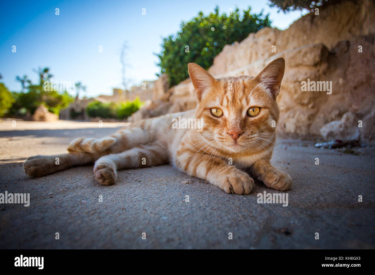 posing cat ginger and cute Stock Photo - Alamy