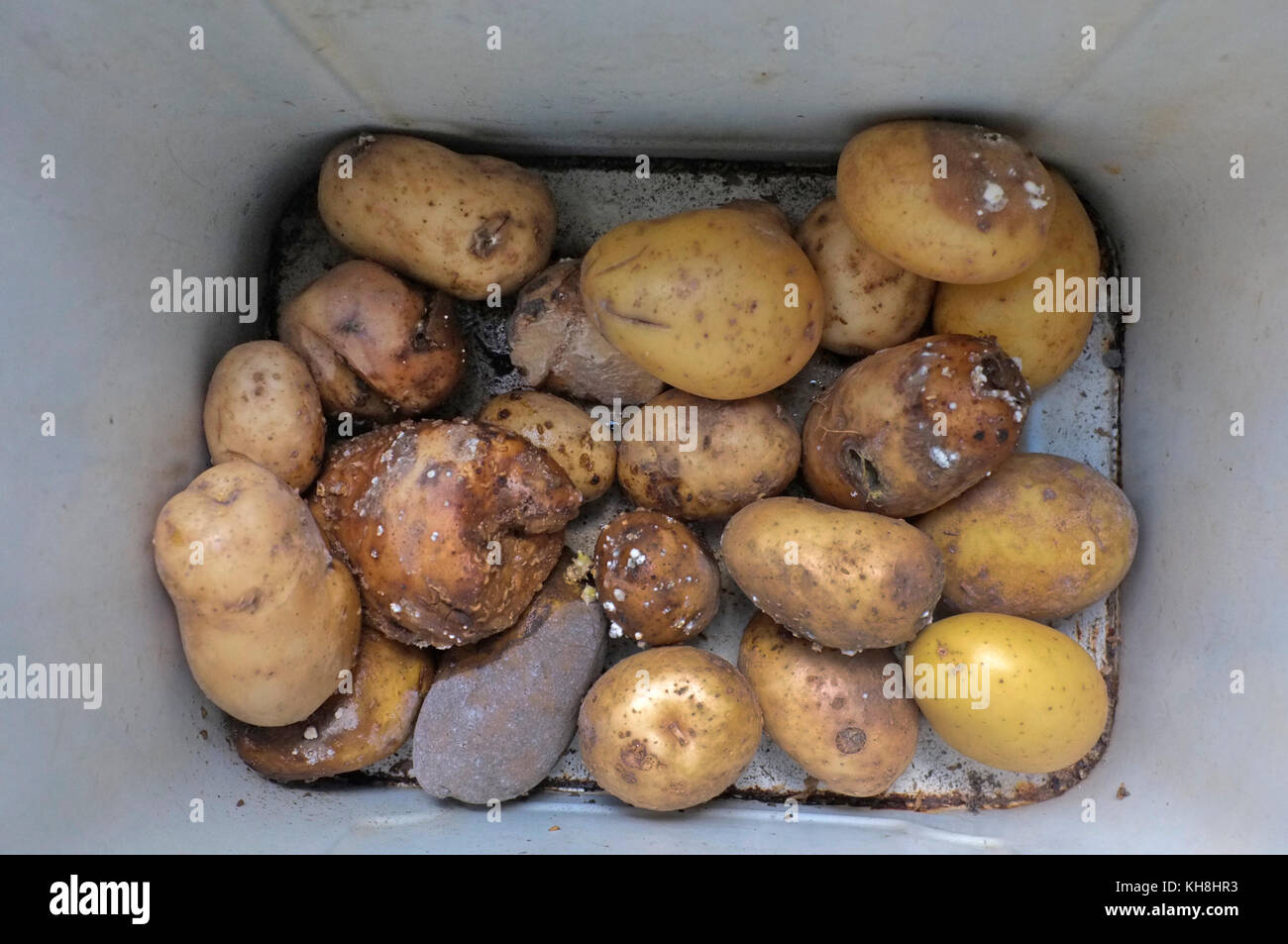 Mouldy food hi-res stock photography and images - Alamy