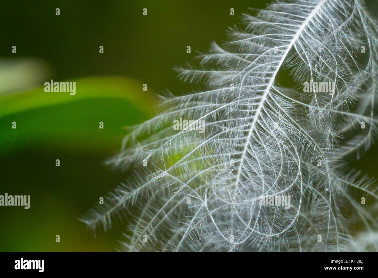 Fur feather texture abstract hi-res stock photography and images - Alamy