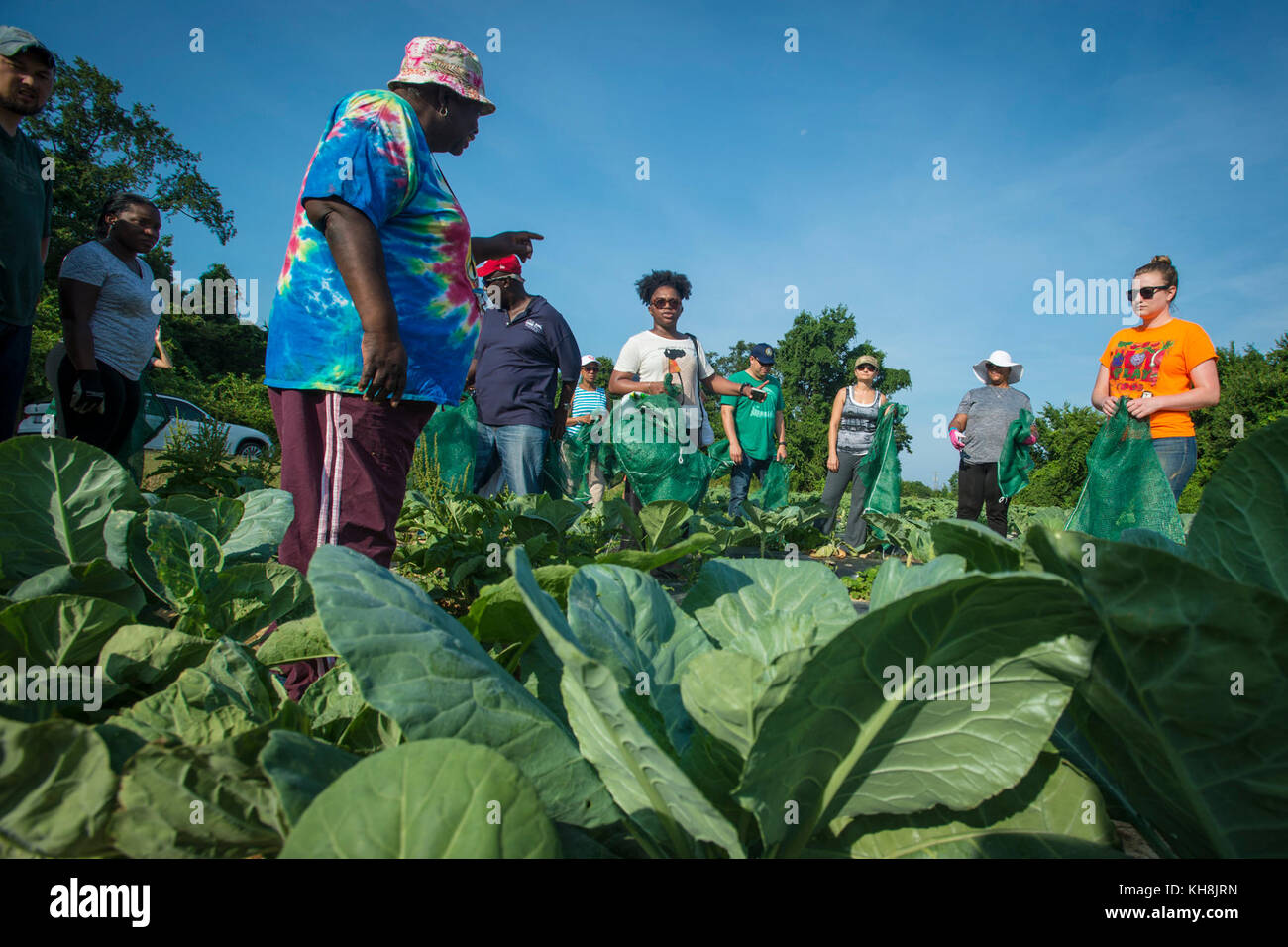 Federal employees from multiple agencies learn to pick collard greens ...