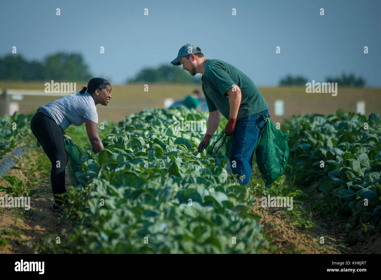 Robin with bread hi-res stock photography and images - Alamy
