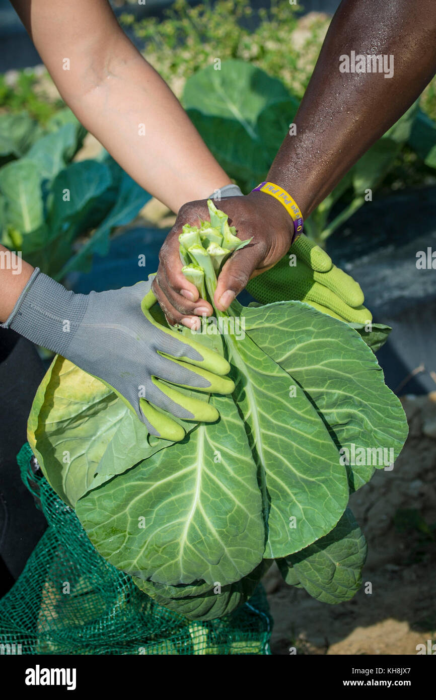 Field of collard greens hi-res stock photography and images - Alamy