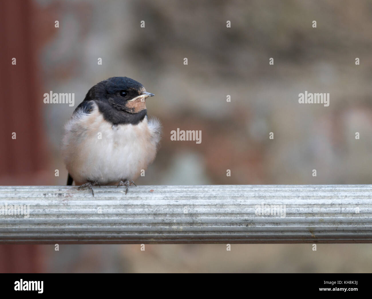 Fledgling swift hi-res stock photography and images - Alamy