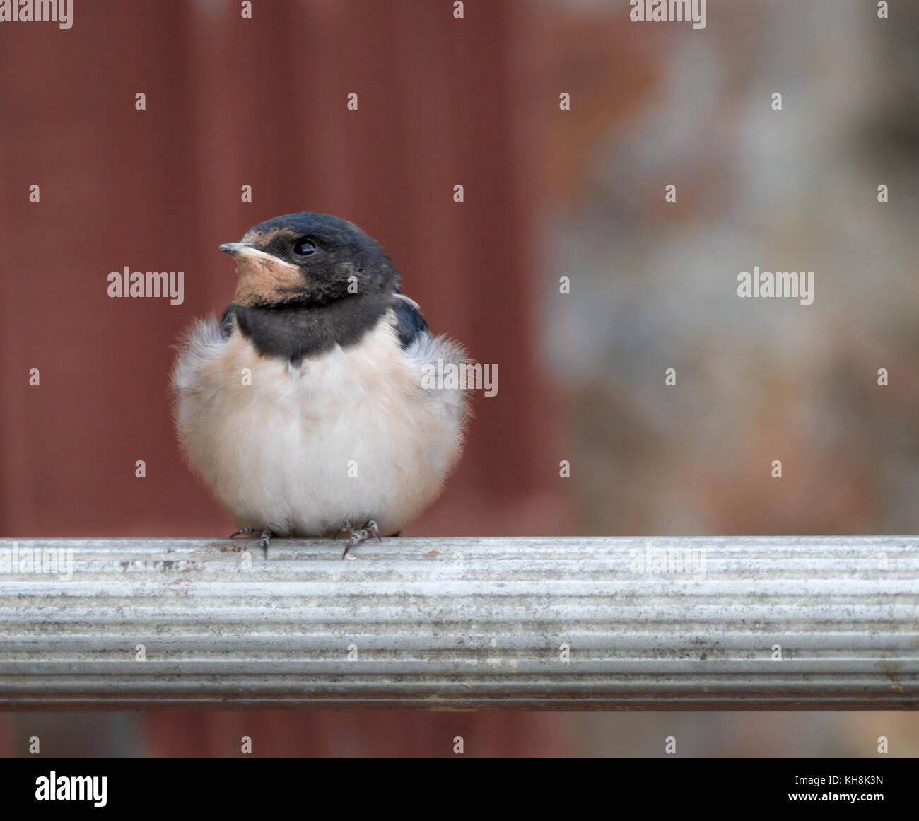 Fledgling swift hi-res stock photography and images - Alamy